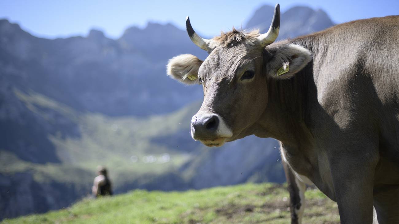 Agricoltore schiacciato da una mucca in val Casies: è grave - La voce ...
