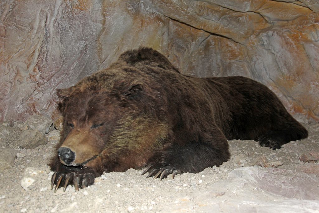 Scoprire gli orsi preistorici al Museum Ladin - La voce di Bolzano