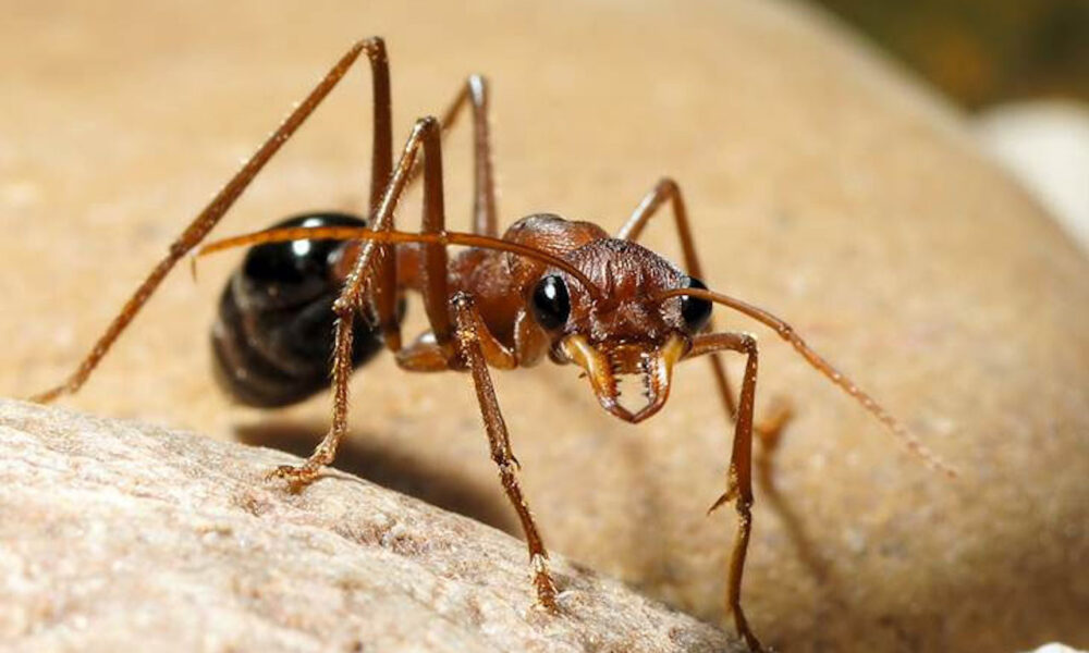 Come funziona un formicaio? Visita virtuale in diretta su YouTube con ...