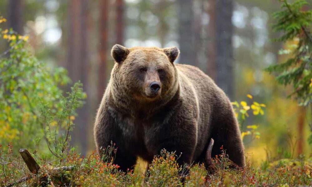 Aggressioni orso: in Trentino si chiede di poter usare lo spray al ...