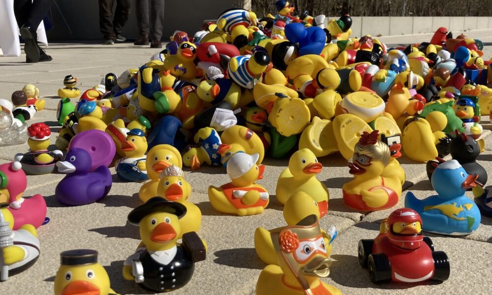 Preparativi per la gara delle papere Alto Adige 2021: nuovo format con ...